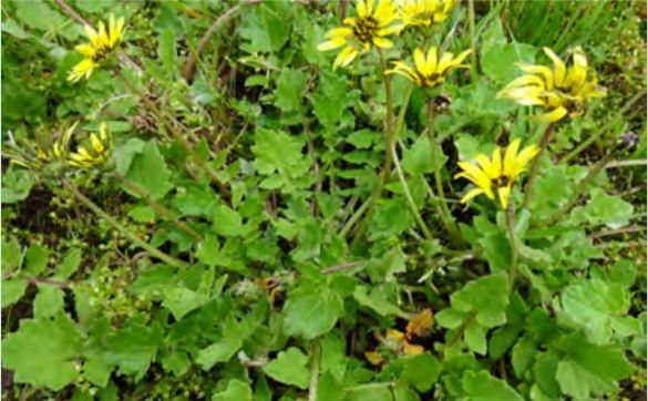 High fertility indicators - The Toolbox - MLA eLearning