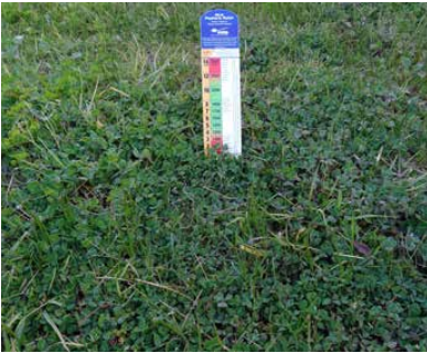 How do I manage grazing to maximise sub-clover seed set? - MLA eLearning