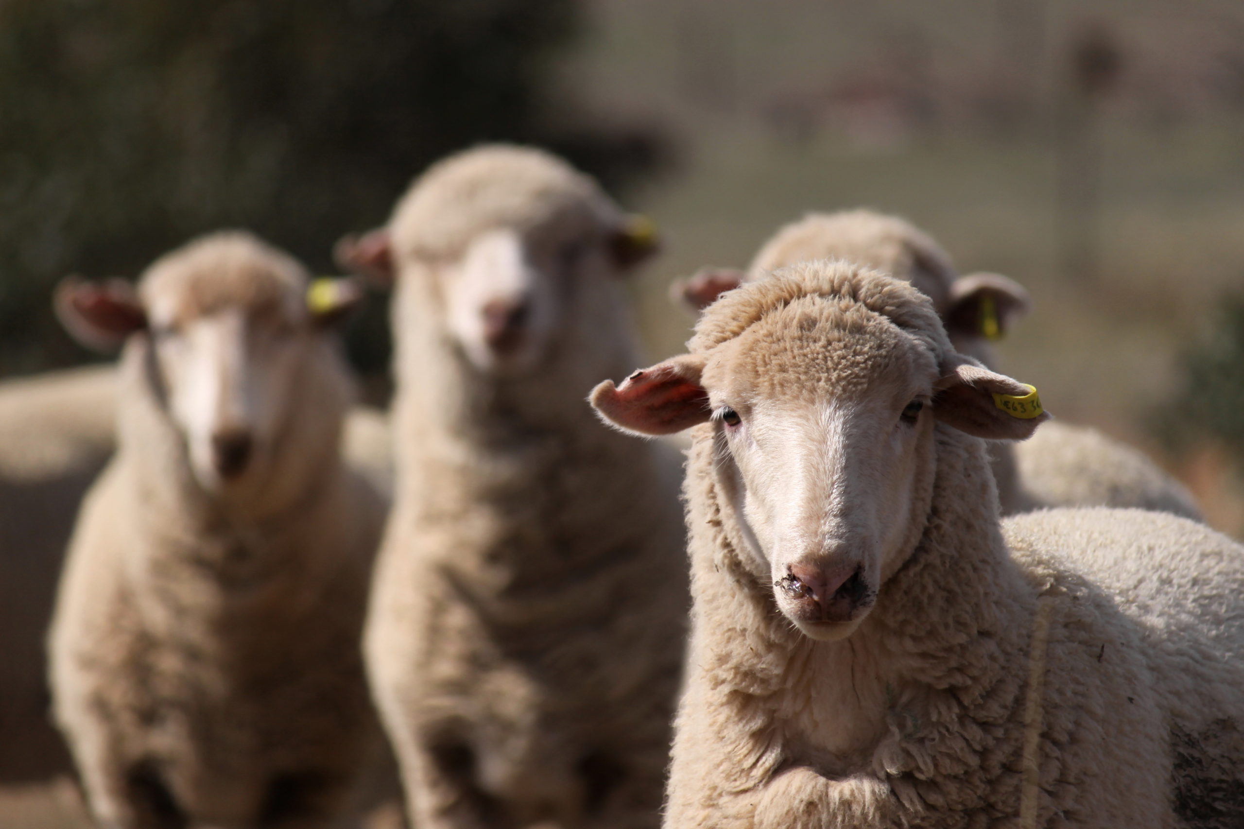 Introduction to Sheep Genetics - The Toolbox - MLA eLearning