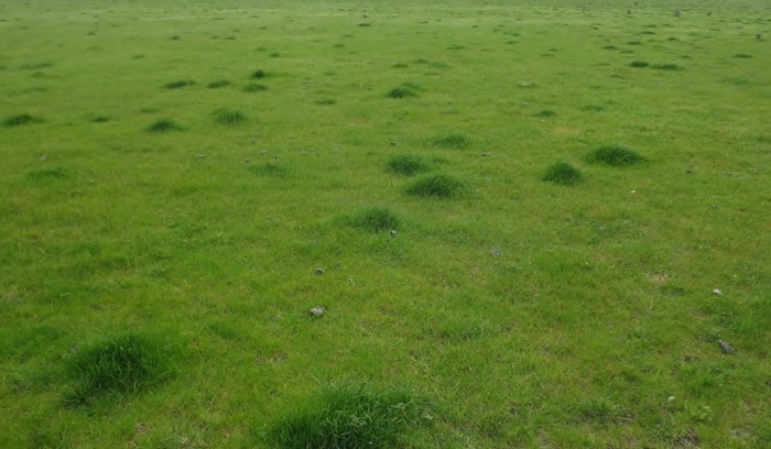 Indicator 1 - dark green patches - The Toolbox - MLA eLearning