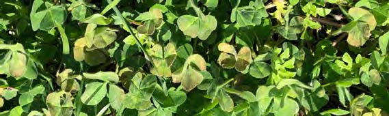 Indicator 8 - bronzing of sub-clover - The Toolbox - MLA eLearning