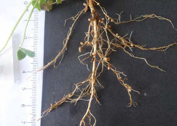 Indicator 10 - few or white nodules - The Toolbox - MLA eLearning