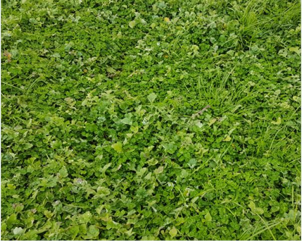 Timing and stocking rate - The Toolbox - MLA eLearning