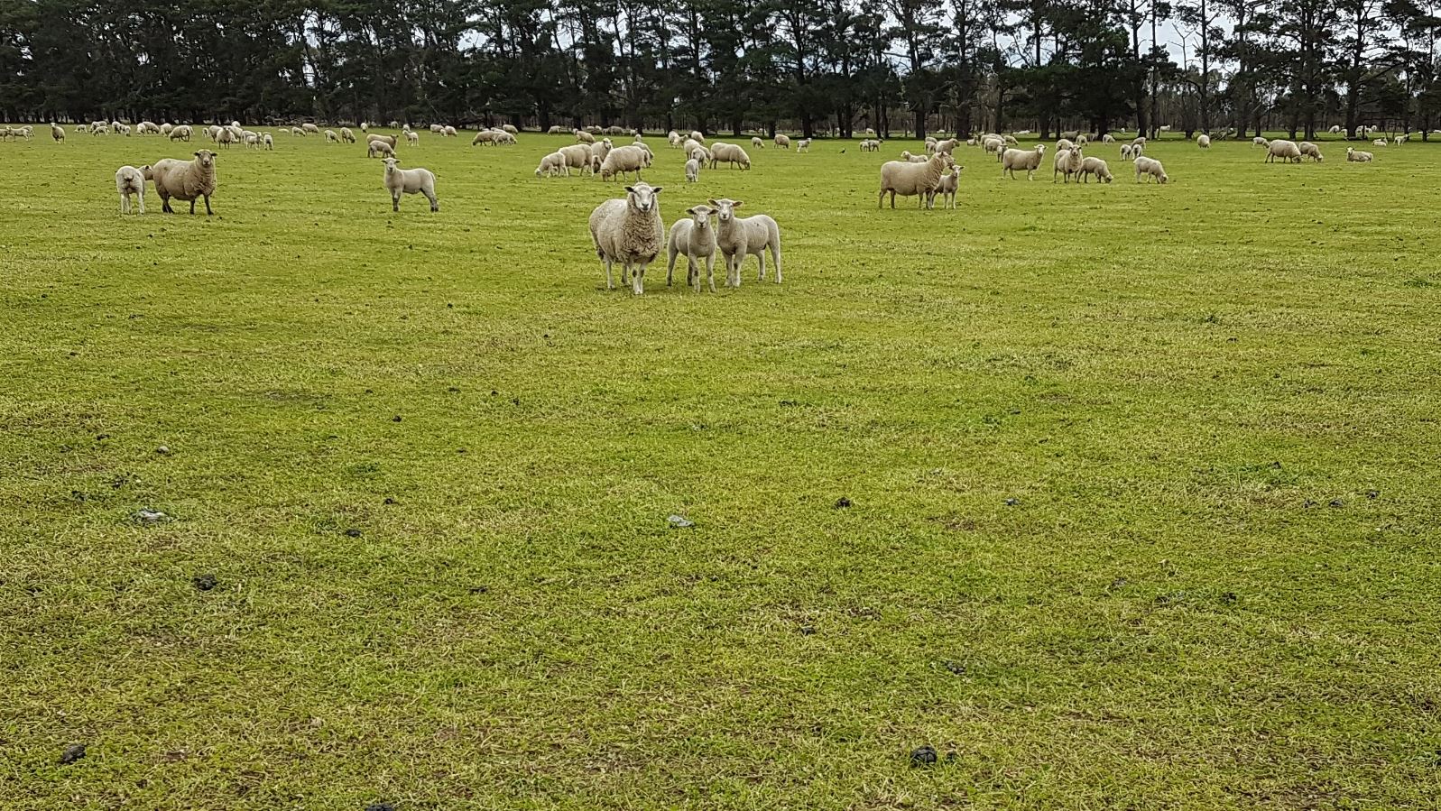 Pastures - The Toolbox - MLA eLearning Pastures - The Toolbox - MLA eLearning