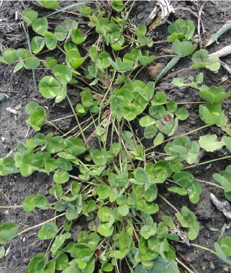 Pasture recovery - The Toolbox - MLA eLearning Pasture recovery - The Toolbox - MLA eLearning