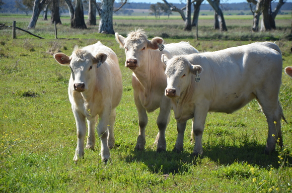 Vaccination for southern cattle - MLA eLearning