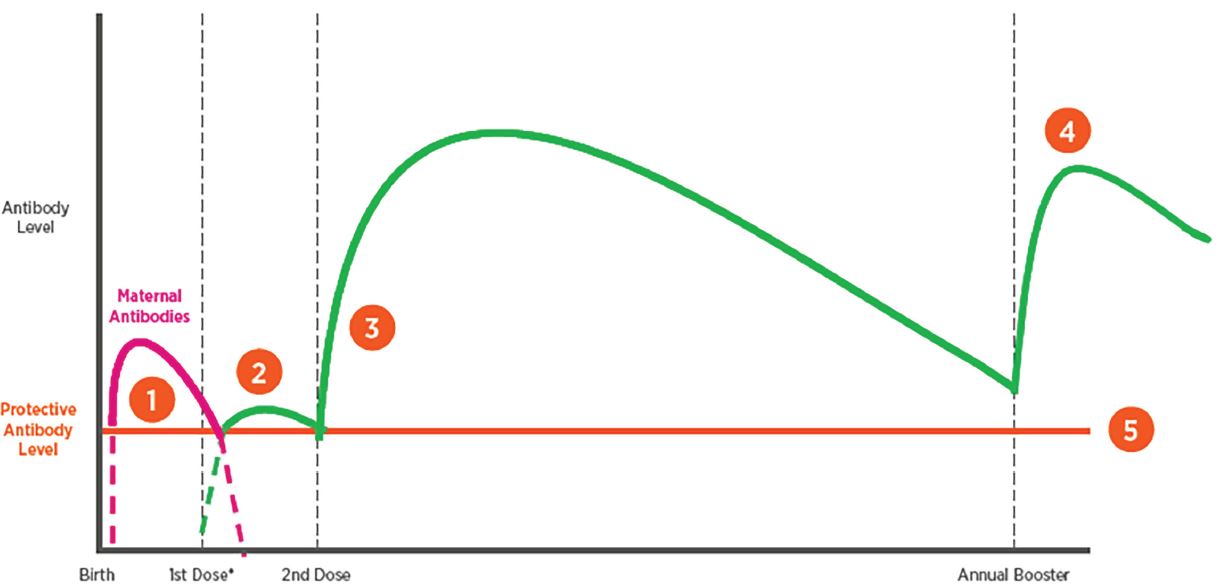 Types of vaccines - The Toolbox - MLA eLearning