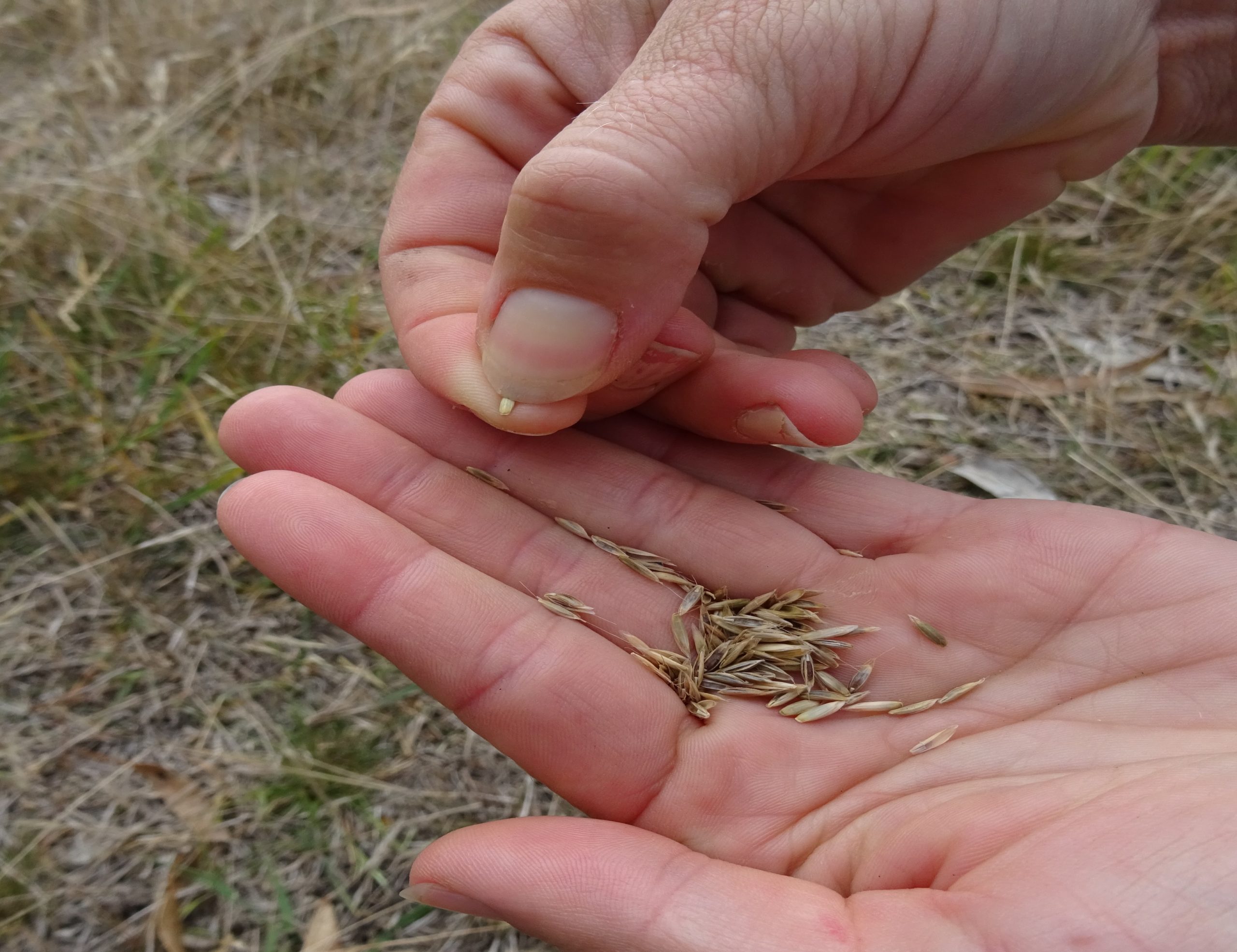 Optimising seedling recruitment to avoid resowing - The Toolbox - MLA eLearning