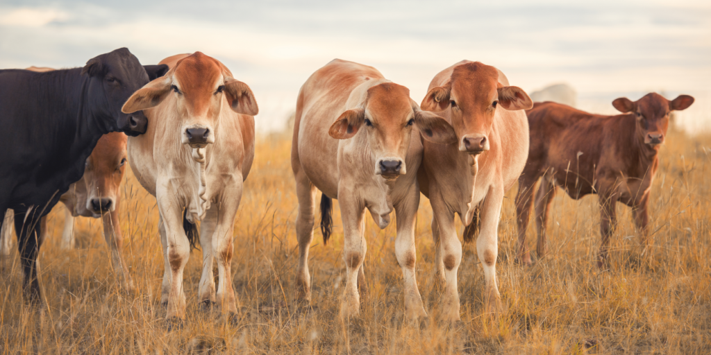 Managing northern heifers pre-joining - The Toolbox - MLA eLearning