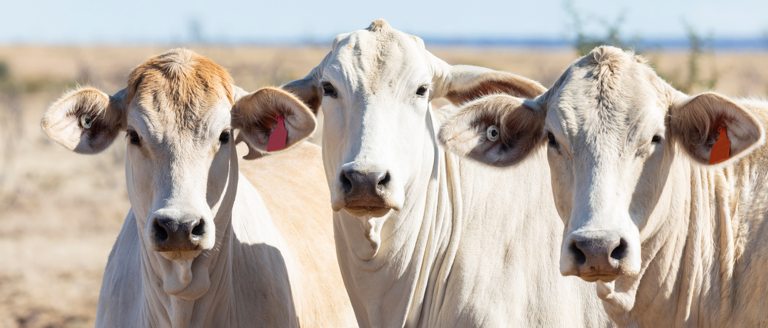 Selecting the joining date - The Toolbox - MLA eLearning