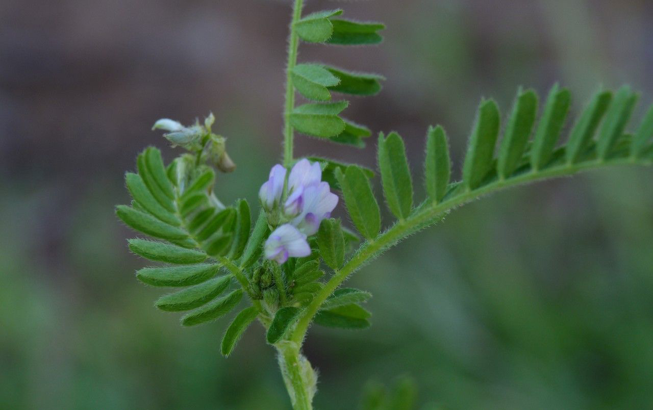 Utilising legumes in the mixed farming zone - The Toolbox - MLA eLearning