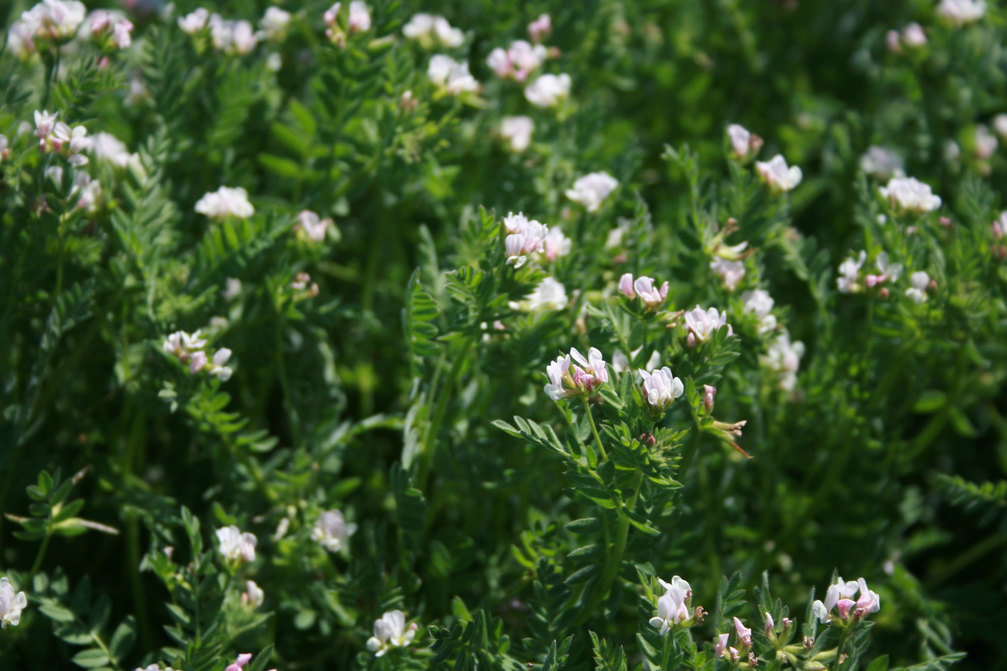Why grow pasture legumes? - The Toolbox - MLA eLearning