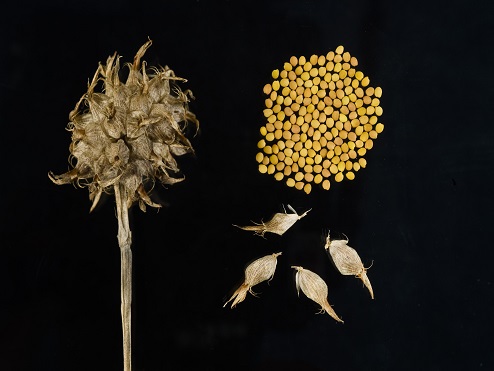 Growing pasture legumes - The Toolbox - MLA eLearning