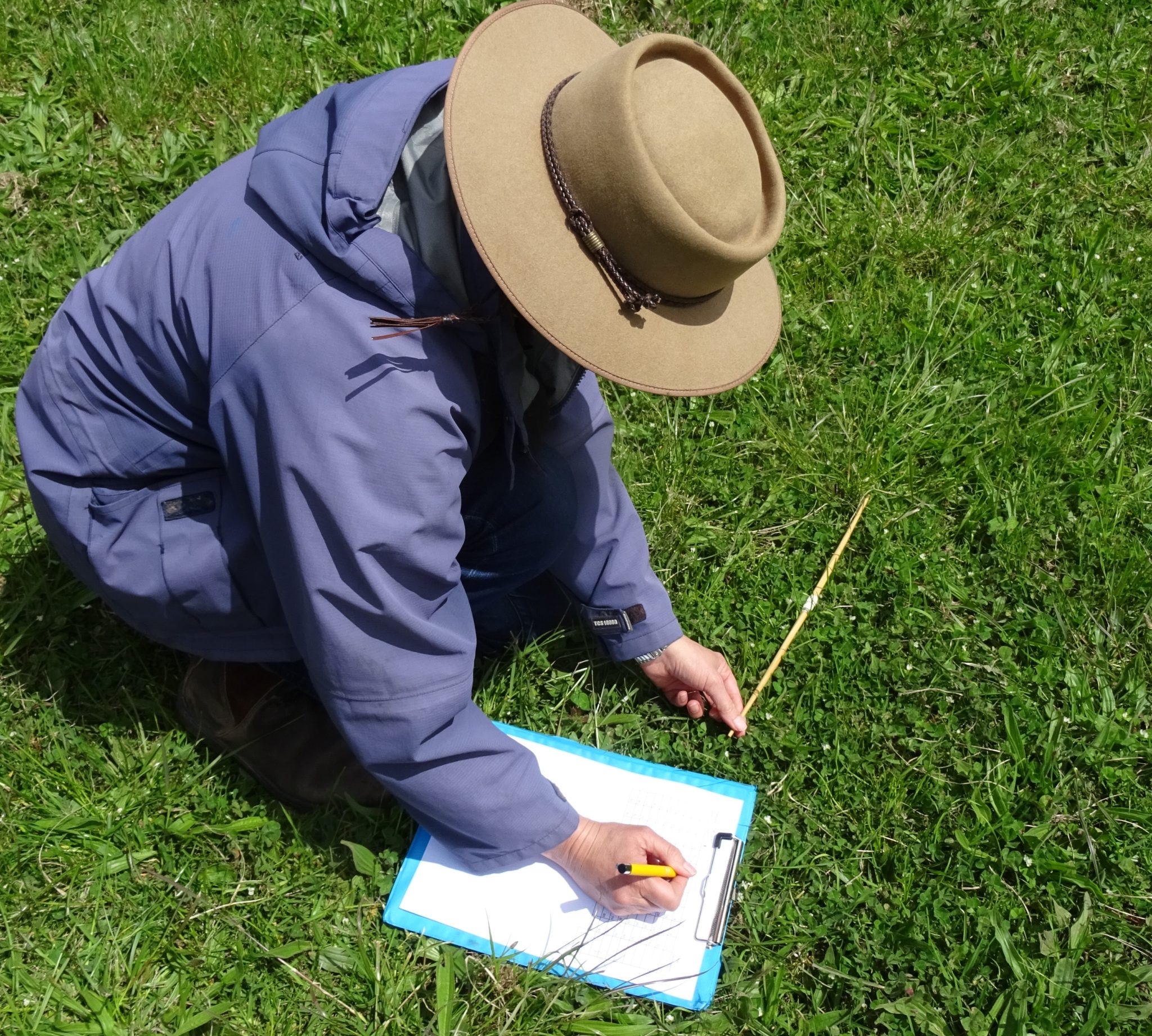 Remediating oestrogenic sub clover pastures - The Toolbox - MLA eLearning