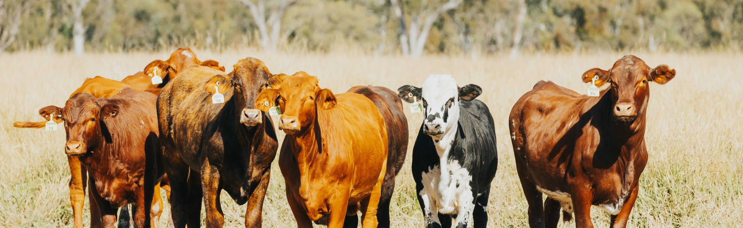 Breeding Objectives - The Toolbox - MLA eLearning Breeding Objectives - The Toolbox - MLA eLearning