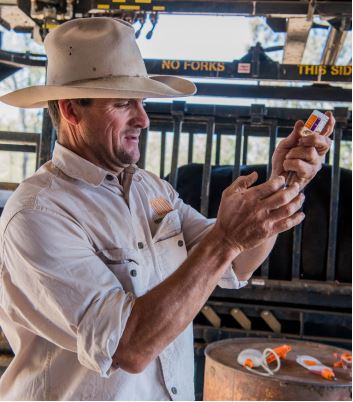 When to vaccinate - The Toolbox - MLA eLearning