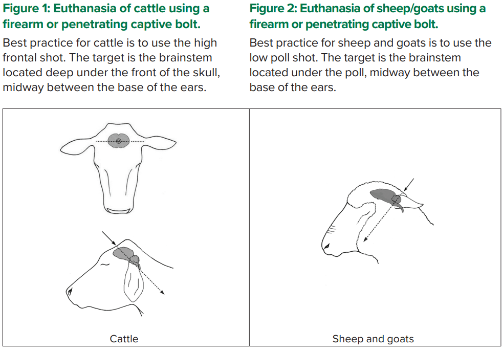 Using firearms and penetrating captive bolts for euthanasia - The ...