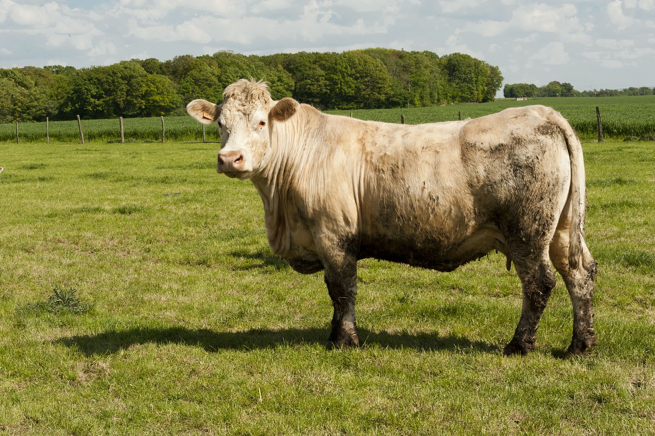 Concepts of animal breeding and genetics - The Toolbox - MLA eLearning Concepts of animal breeding and genetics - The Toolbox - MLA eLearning