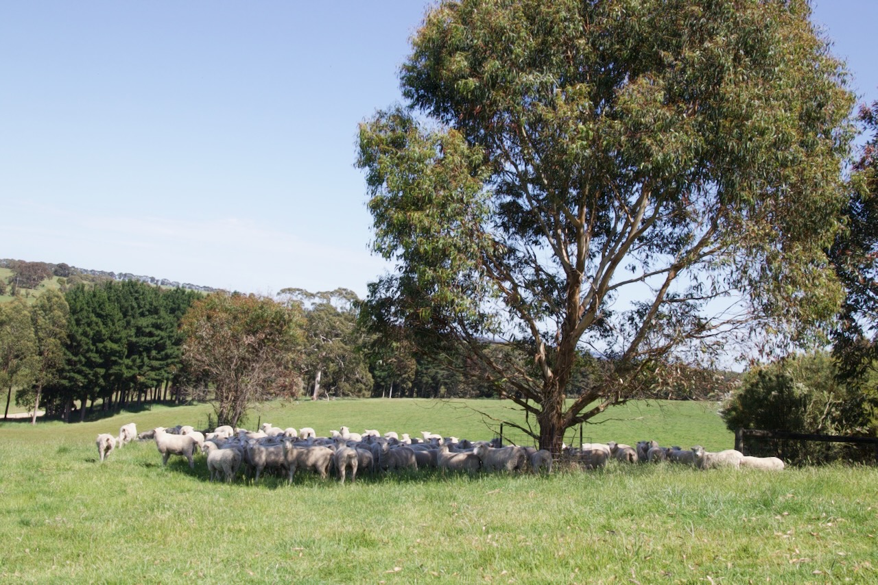 Trees on Farms - The Toolbox - MLA eLearning