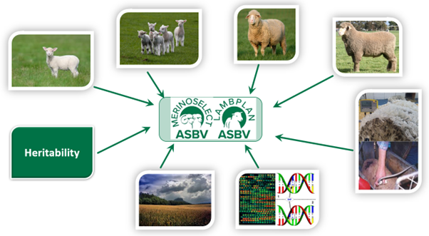 What goes into an ASBV - The Toolbox - MLA eLearning