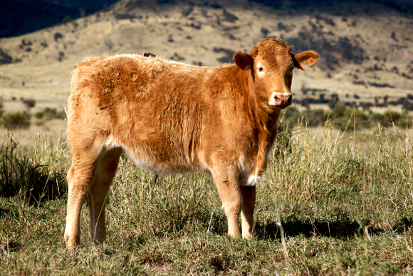 Breedplan Estimated Breeding Values The Toolbox Mla Elearning