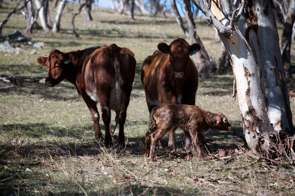 Progeny testing - The Toolbox - MLA eLearning Progeny testing - The Toolbox - MLA eLearning
