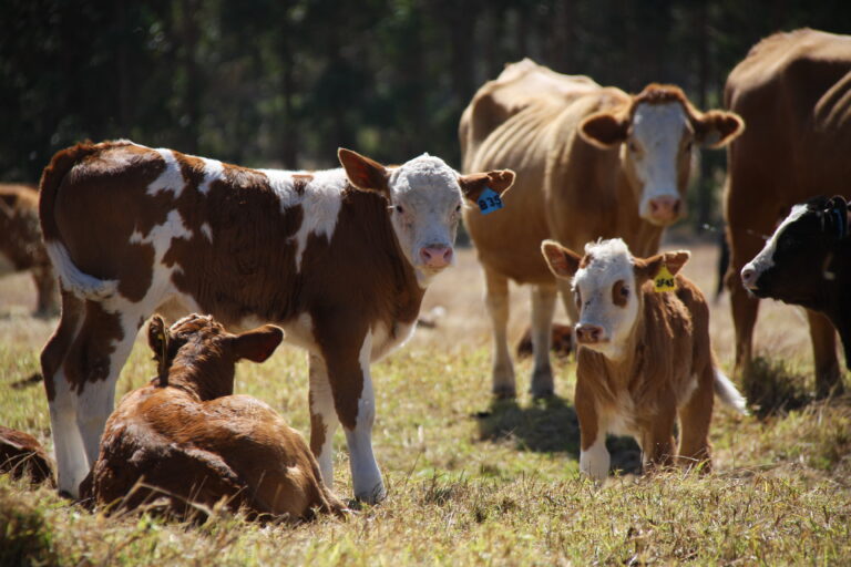 How are BREEDPLAN EBVs calculated - The Toolbox - MLA eLearning How are BREEDPLAN EBVs calculated - The Toolbox - MLA eLearning