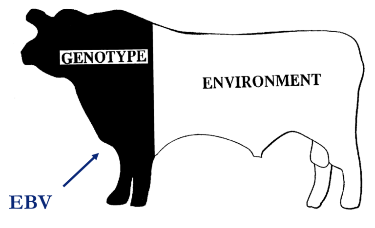 What Are EBVs? - The Toolbox - MLA eLearning What Are EBVs? - The Toolbox - MLA eLearning