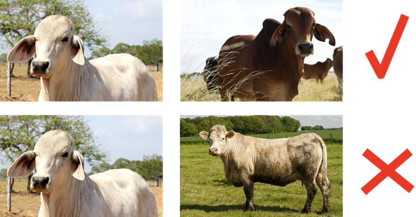 Comparing BREEDPLAN EBVs - The Toolbox - MLA eLearning Comparing BREEDPLAN EBVs - The Toolbox - MLA eLearning