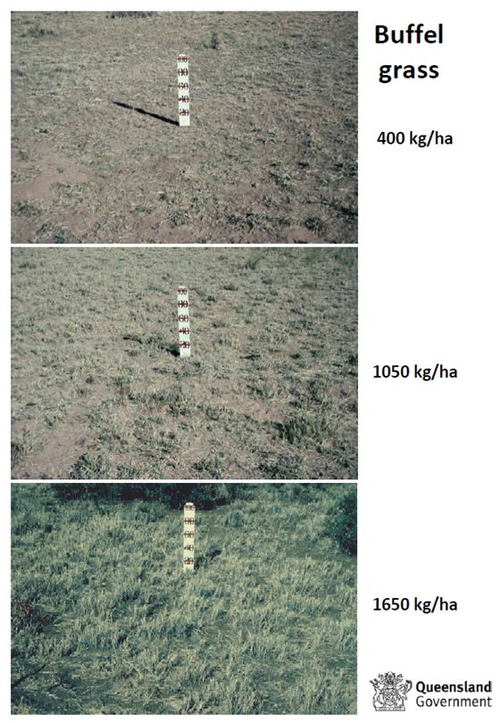 Pasture photo standards - The Toolbox - MLA eLearning Pasture photo standards - The Toolbox - MLA eLearning