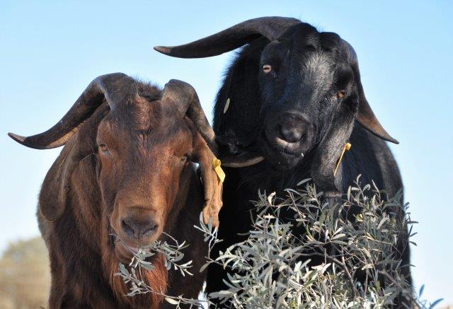 Profitability in goat production - The Toolbox - MLA eLearning Profitability in goat production - The Toolbox - MLA eLearning