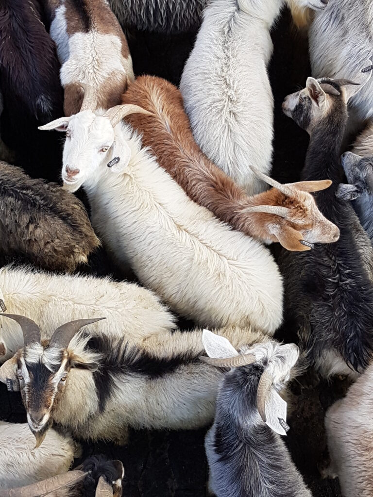 Profit underpins good business - The Toolbox - MLA eLearning