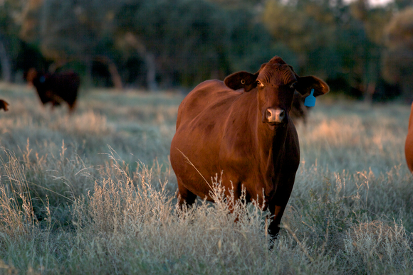 Using and understanding BREEDPLAN information - The Toolbox - MLA eLearning