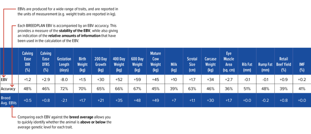 Interpreting BREEDPLAN EBVs - The Toolbox - MLA eLearning