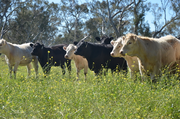 DNA technologies in beef breeding - The Toolbox - MLA eLearning