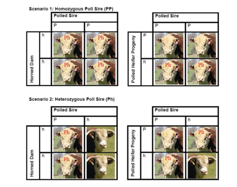 Management of qualitative traits - The Toolbox - MLA eLearning