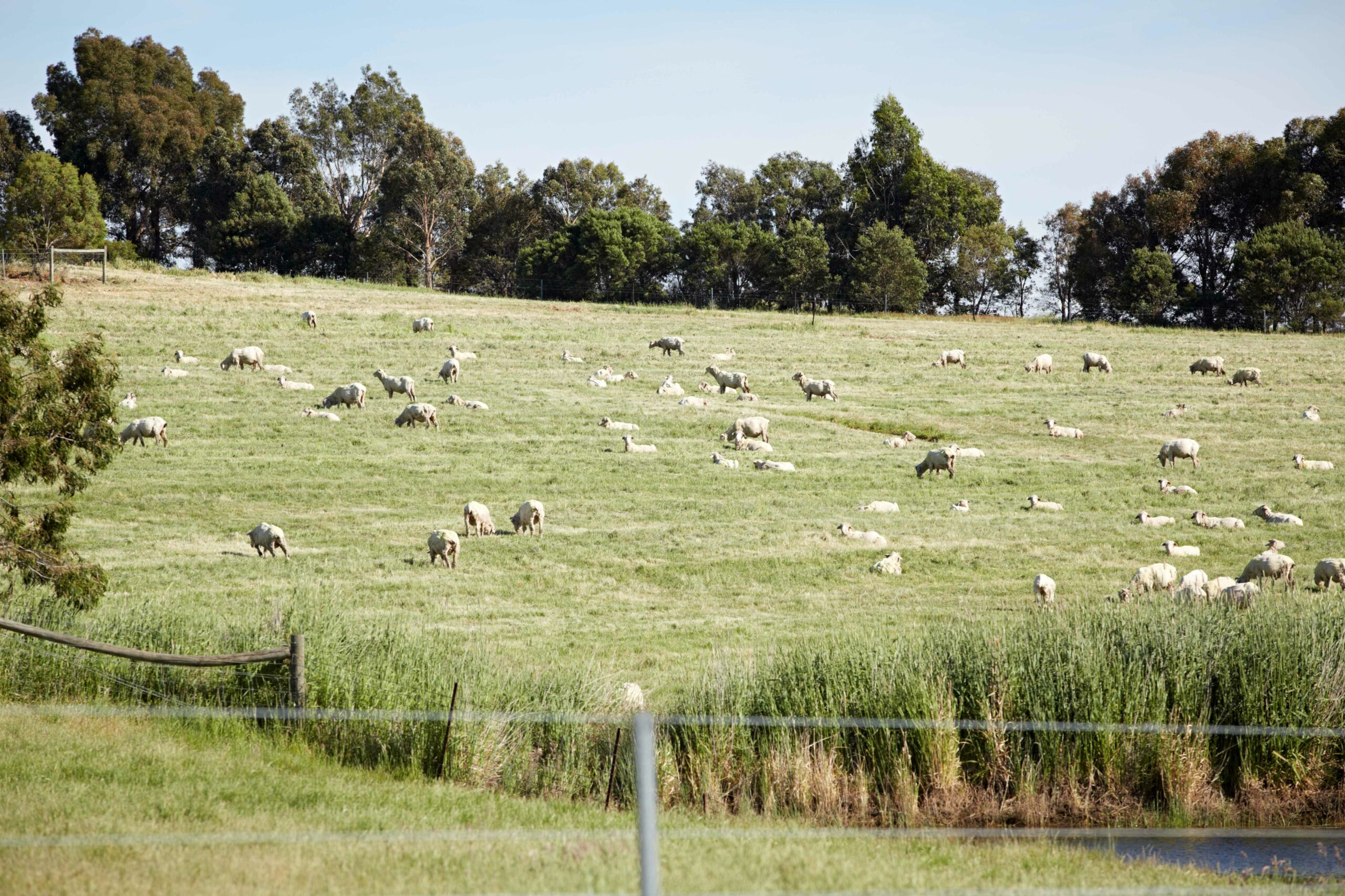 Module 11: Healthy and contented sheep - The Toolbox - MLA eLearning