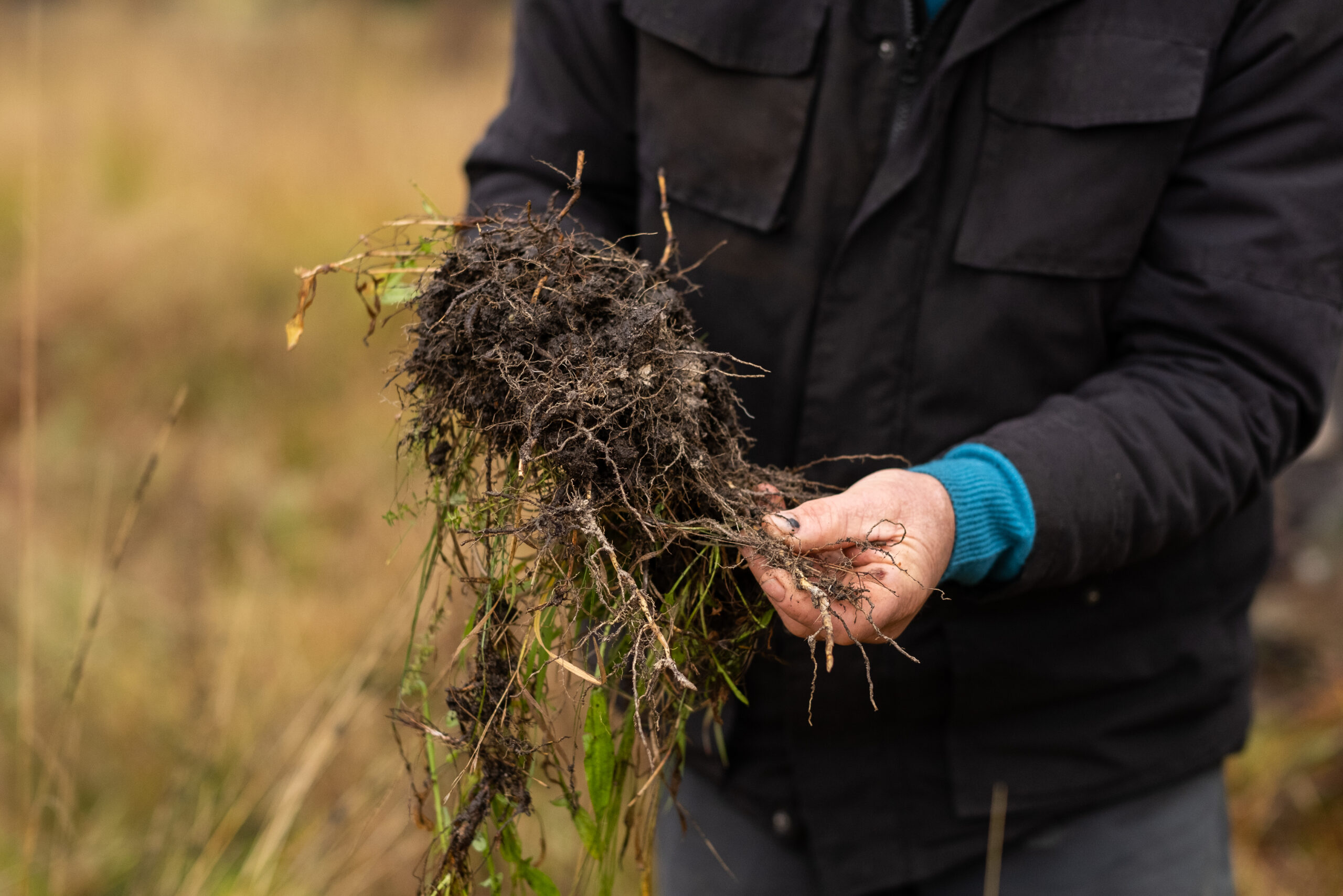 Module 7: Grow more pasture - The Toolbox - MLA eLearning