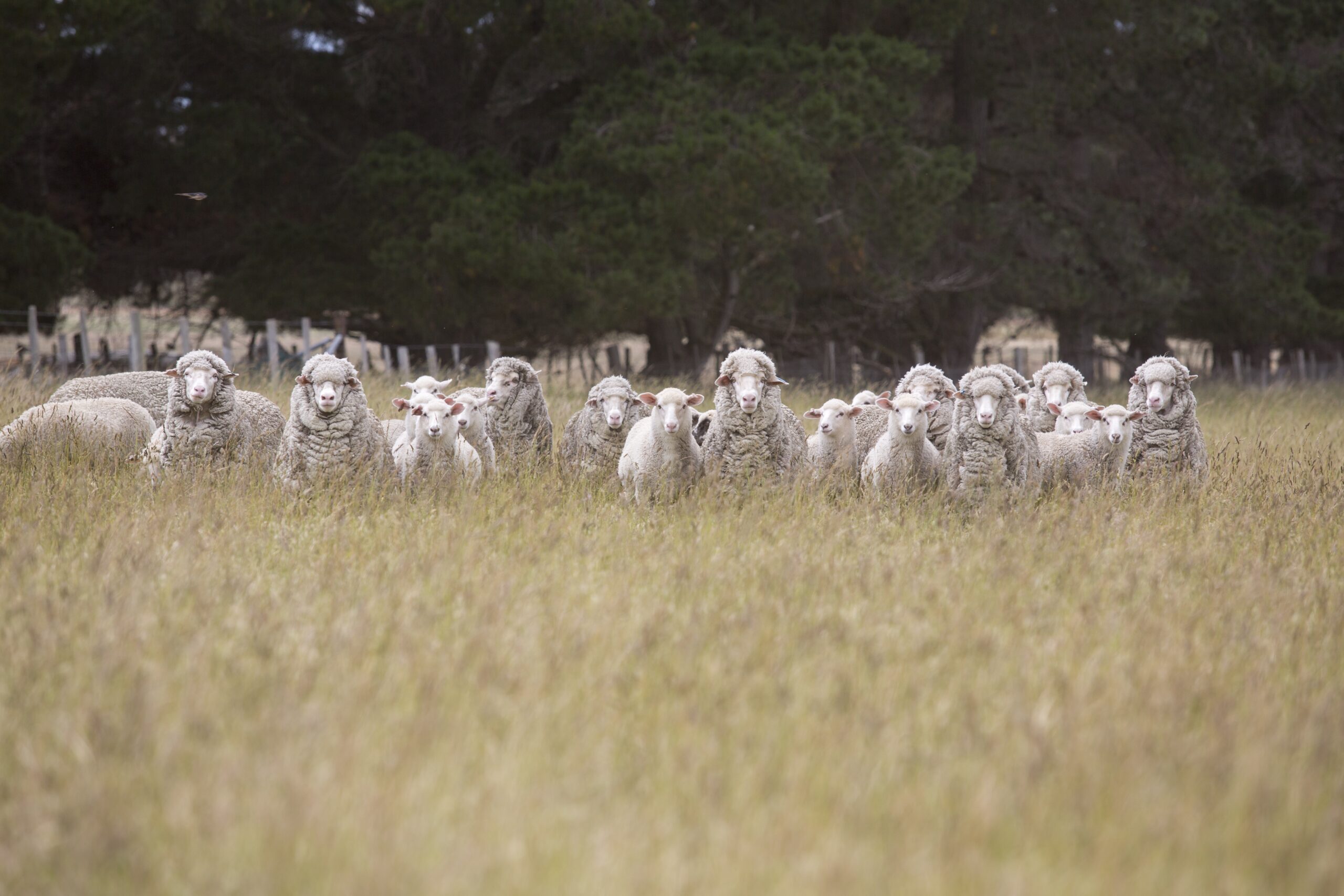Module 8: Turn Pasture into Product - The Toolbox - MLA eLearning Module 8: Turn Pasture into Product - The Toolbox - MLA eLearning