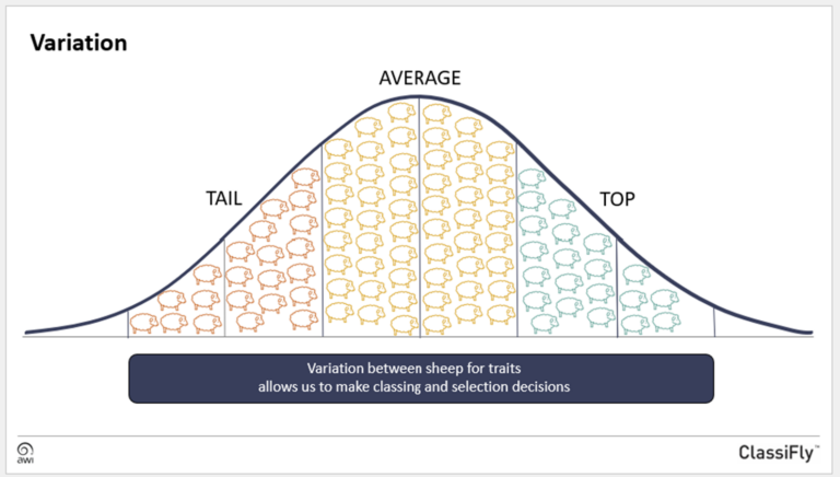 Breeding tools that help business decisions - The Toolbox - MLA eLearning