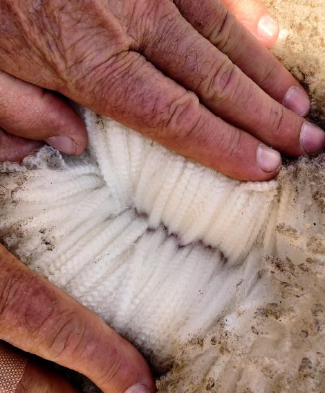 Module 2: Market focused wool production - The Toolbox - MLA eLearning Module 2: Market focused wool production - The Toolbox - MLA eLearning