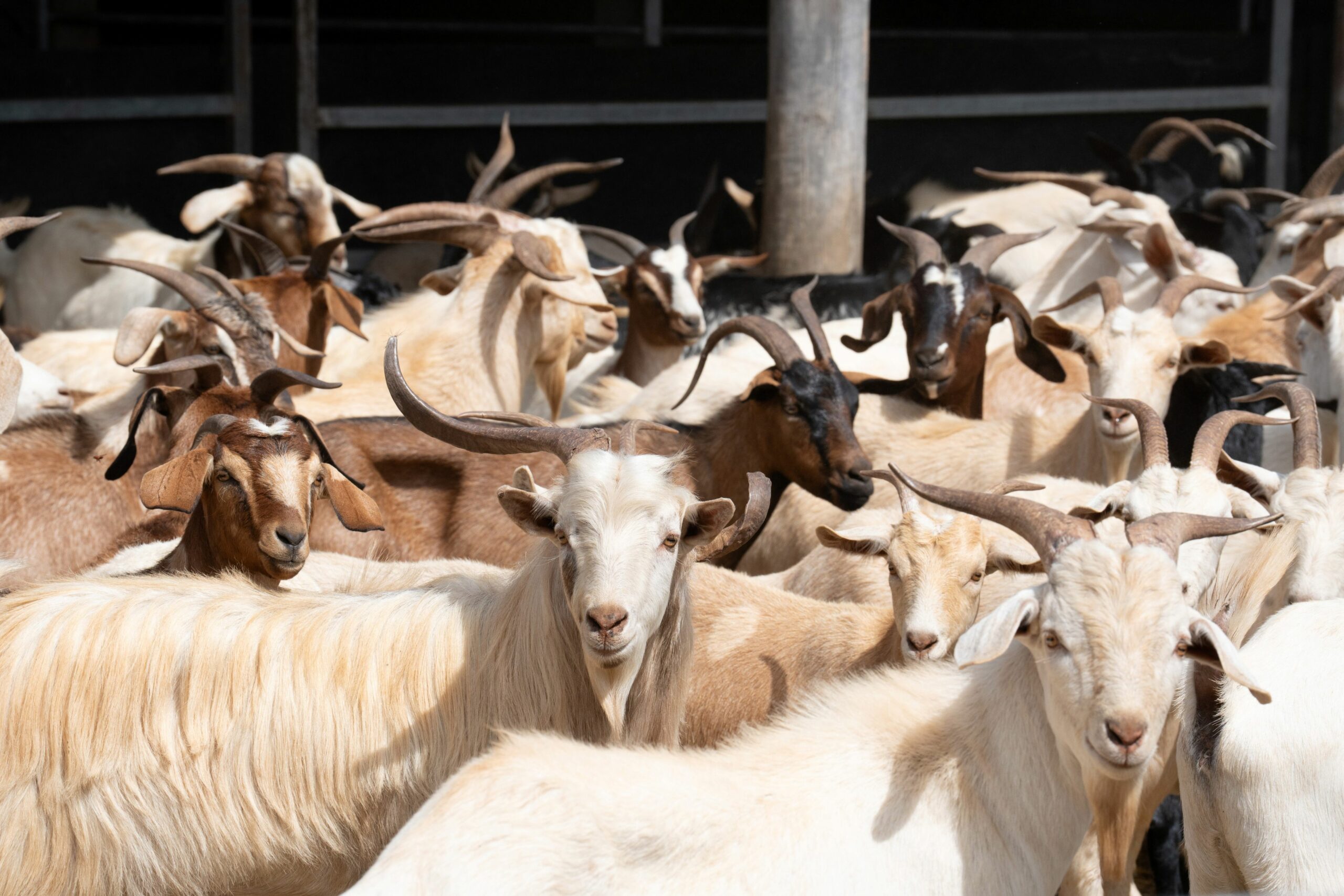 Harvested Rangeland Goats – Doing the Right Thing - The Toolbox - MLA ...